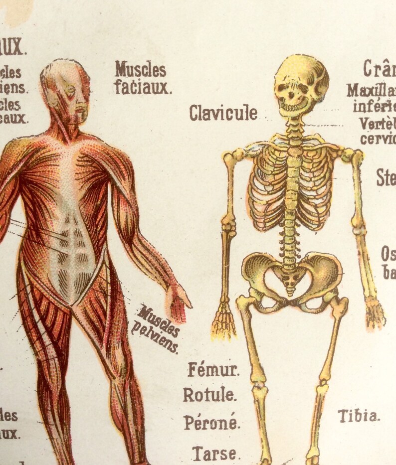 Antique Print French Anatomy Bookplate Print 1900s Dissection - Etsy ...
