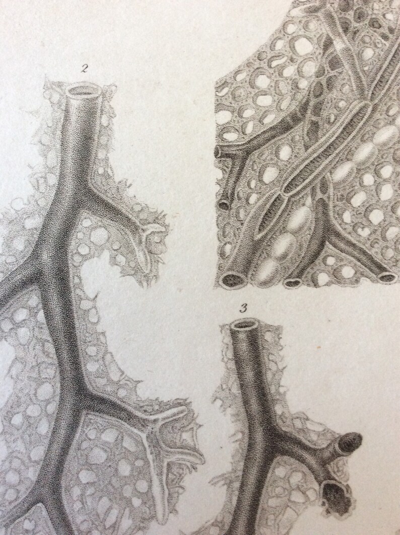 Incisione di anatomia incisione umani polmoni dissezione - Etsy Italia