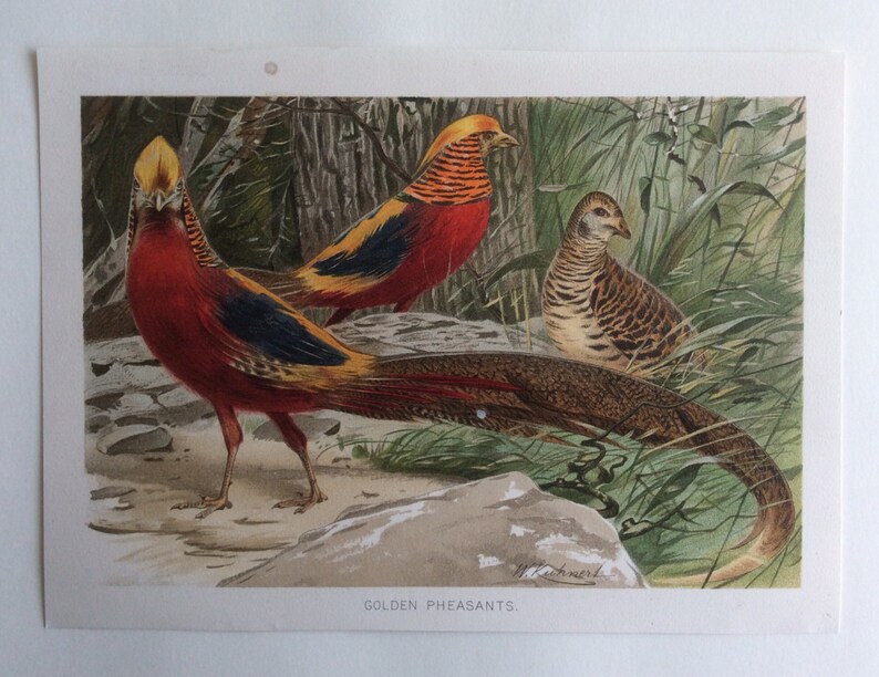 Original Antique Print 1895 Victorian Bookplate GOLDEN PHEASANT ...