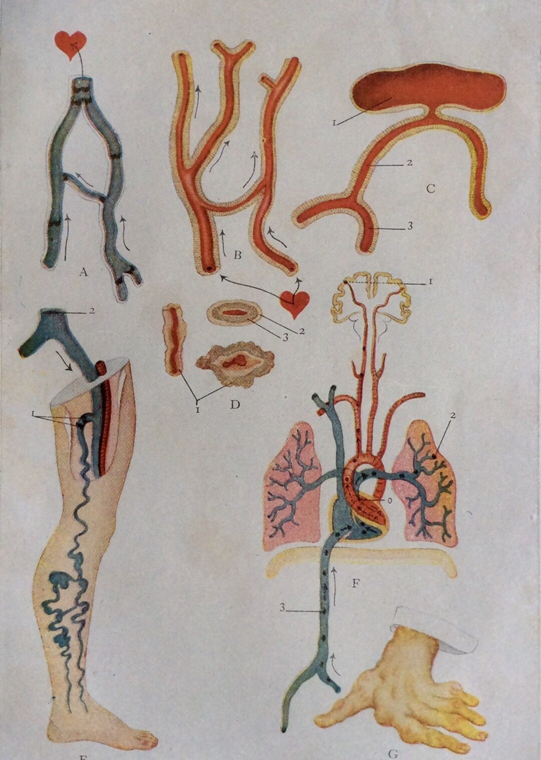 Antique French Anatomy Bookplate Print 1900s CIRCULATION BLOOD 1902 ...