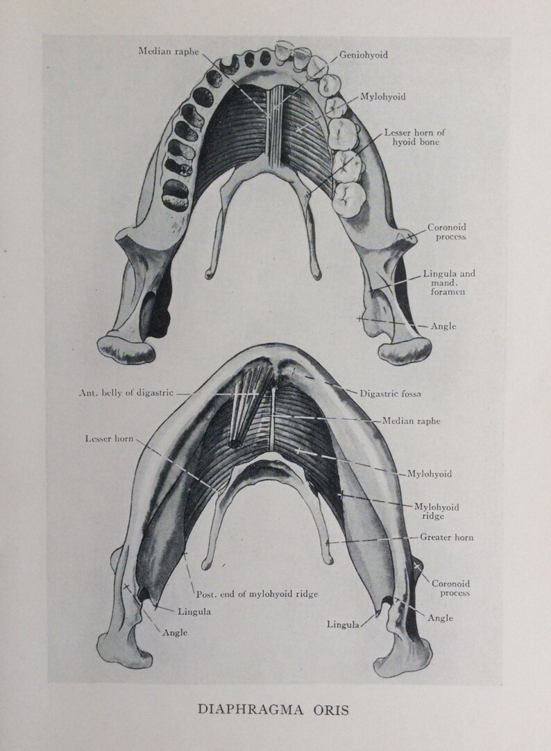 Original Vintage Human Anatomy Dissection Illustration Bookplate Print ...