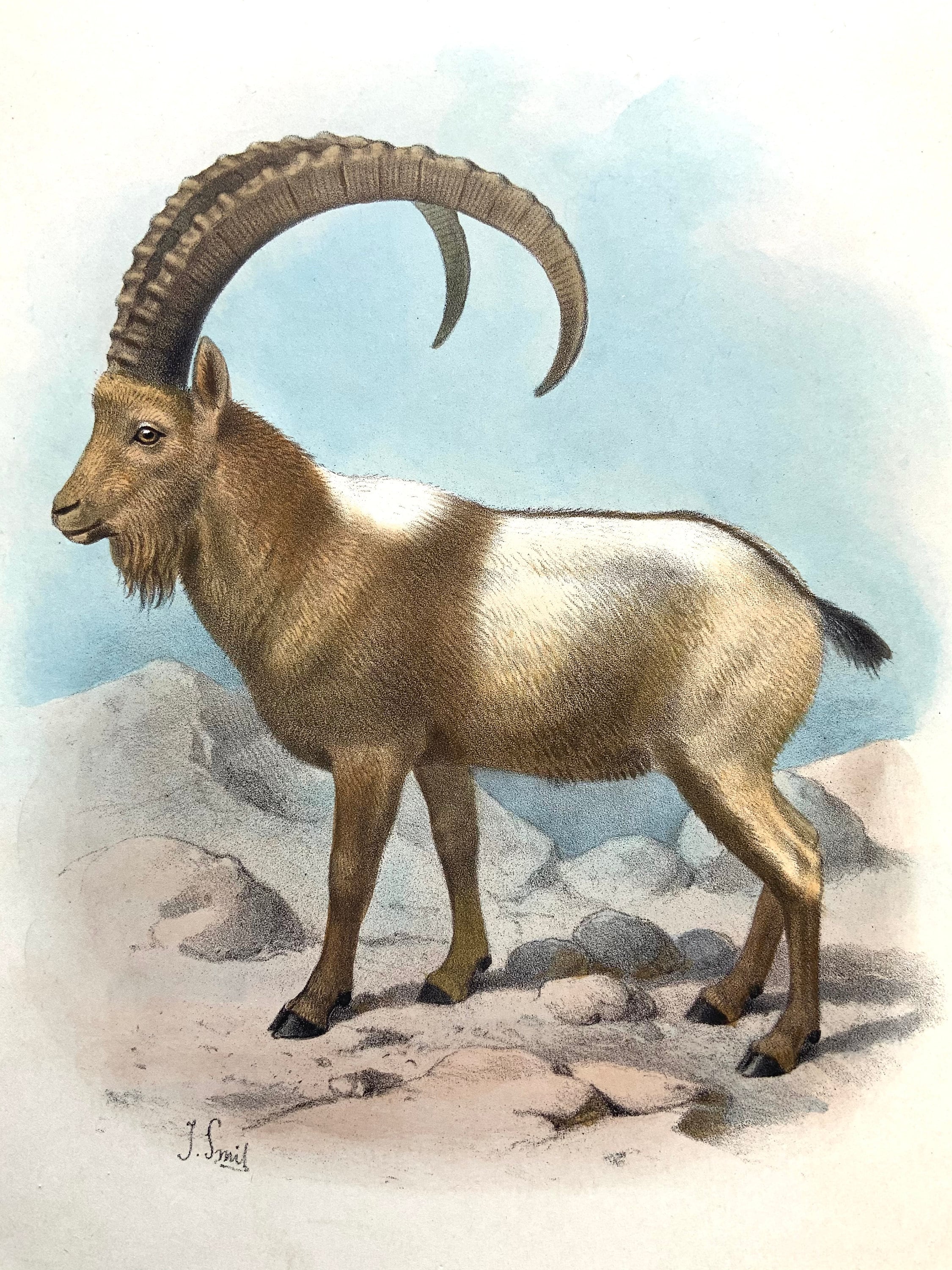 Antique Print 1900 Hand Coloured Lithograph SIBERIAN IBEX Natural ...