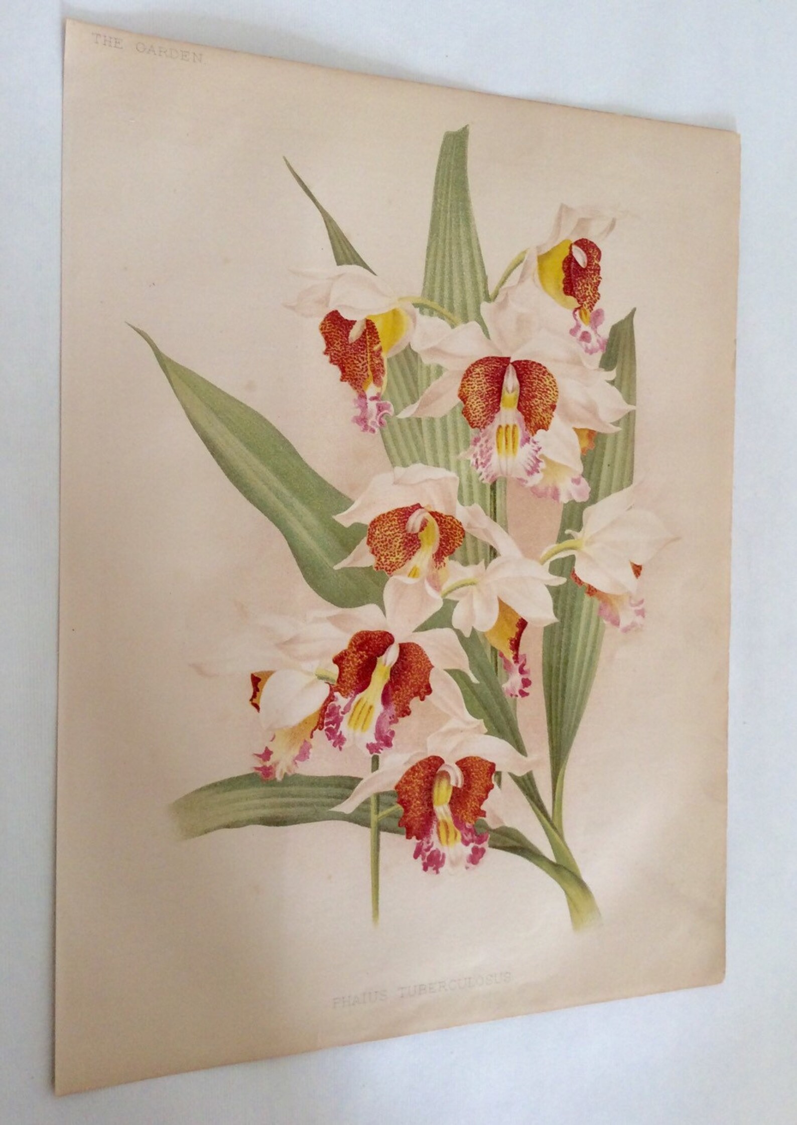 RARE Antique Botanical 1880s Print Lithograph Flower Floral 1884 ...