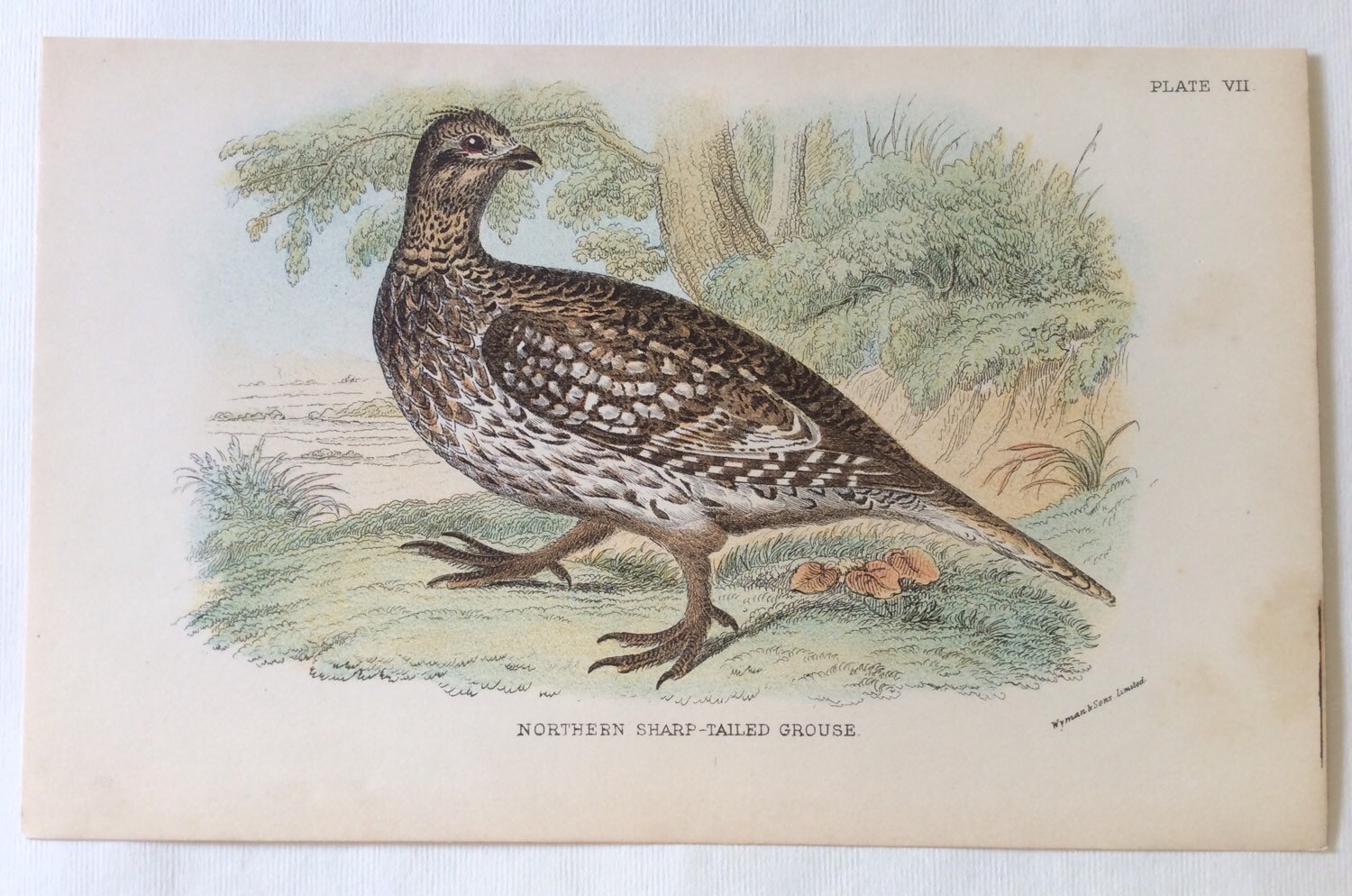 Original Antique Print GAMEBIRD 1897 Victorian Bookplate BIRD - Etsy