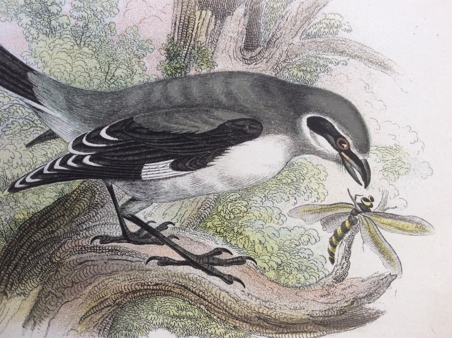 Original Antique Print 1897 Victorian Bookplate BIRD Avian ...