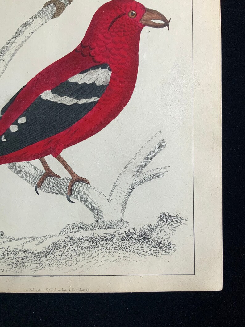 Antique 1870s Hand Coloured CROSSBILL BIRD Engraving Natural History ...
