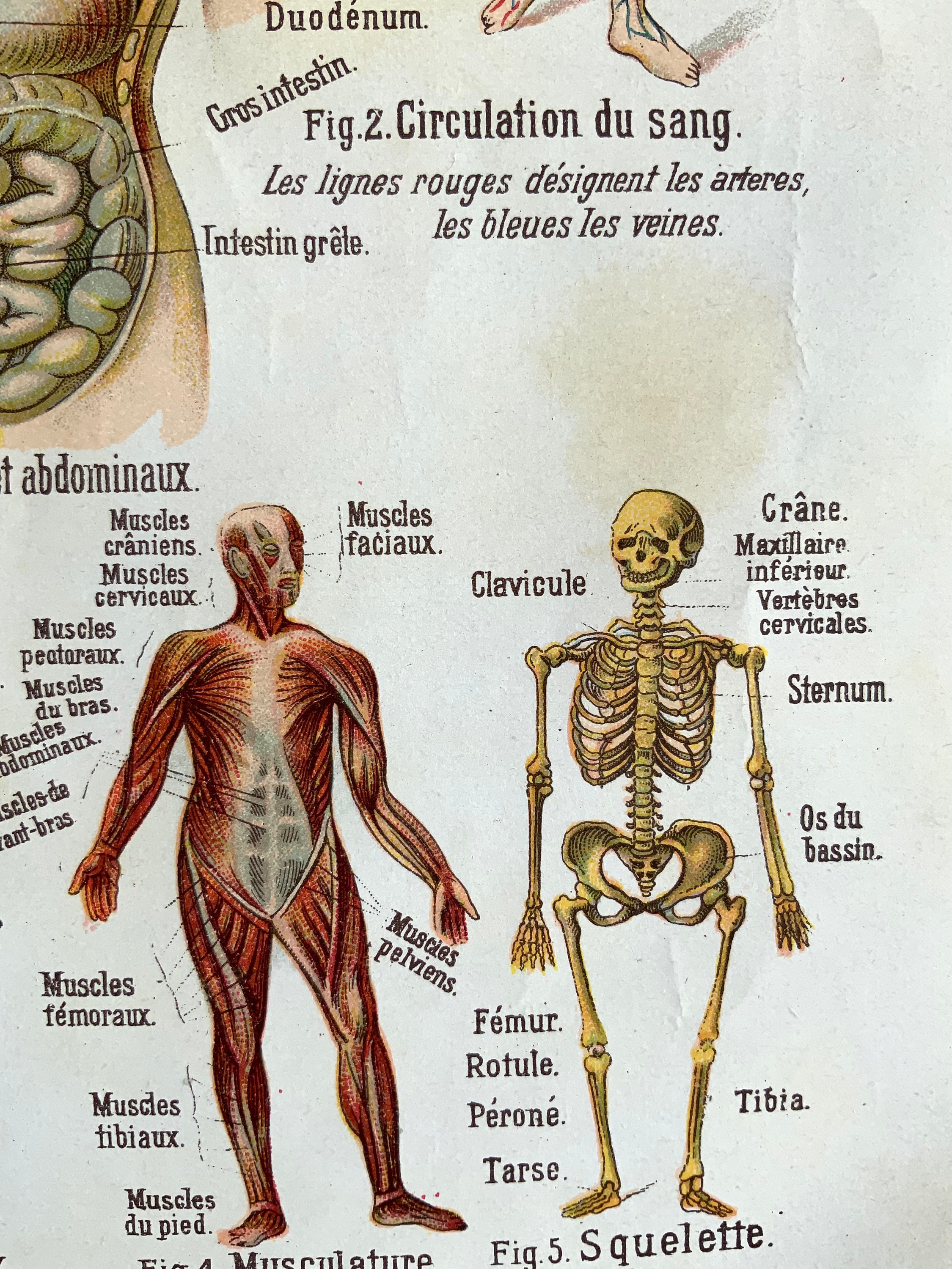 Antique Print French Dissection Anatomy 1900 Chromolithograph Medical ...