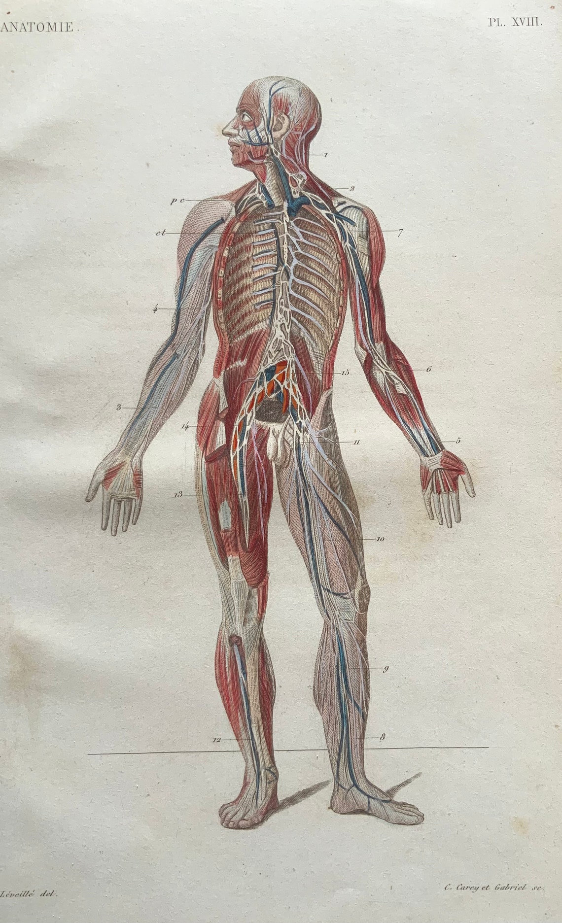 Antique Anatomy Engraving Circa 1850 Hand Coloured Bookplate Print ...