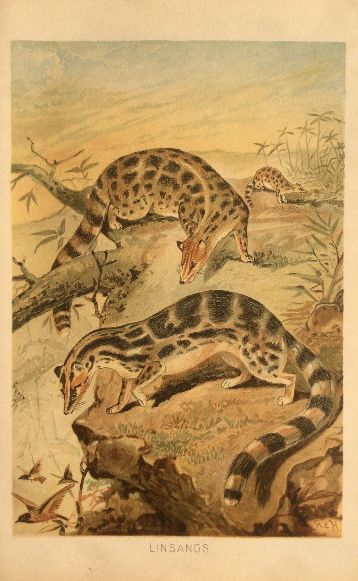 Original Antique 1895 Victorian Bookplate Chromolithograph - Etsy