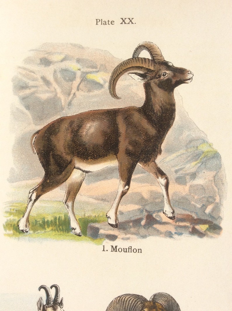 Antique 1909 MOUFLON CHAMOIS Bookplate Chromolithograph Print - Etsy