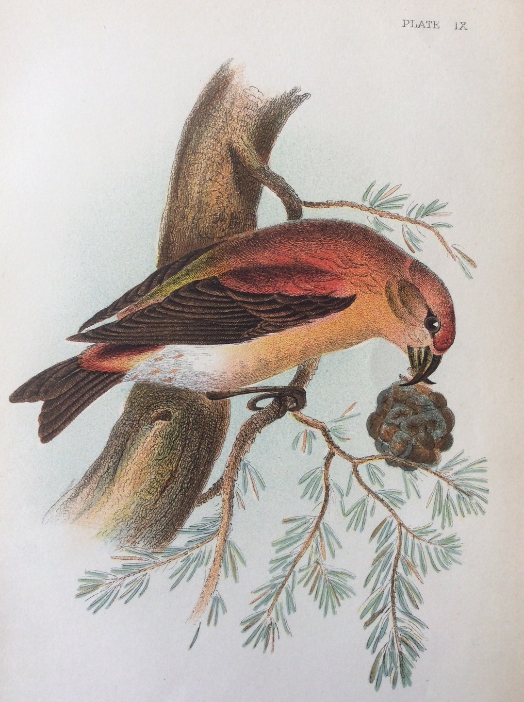 Original Antique 1897 Victorian Bookplate BIRD Avian Chromolithograph ...