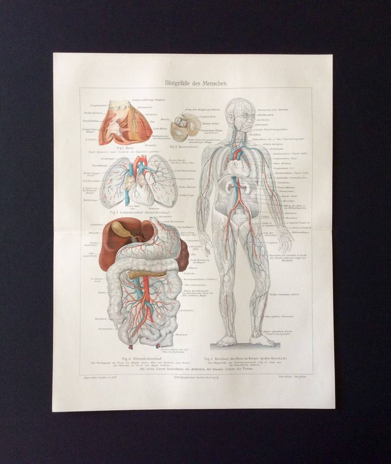 Antique Print 1890s German Colour Chromolithograph Human Anatomy BLOOD ...