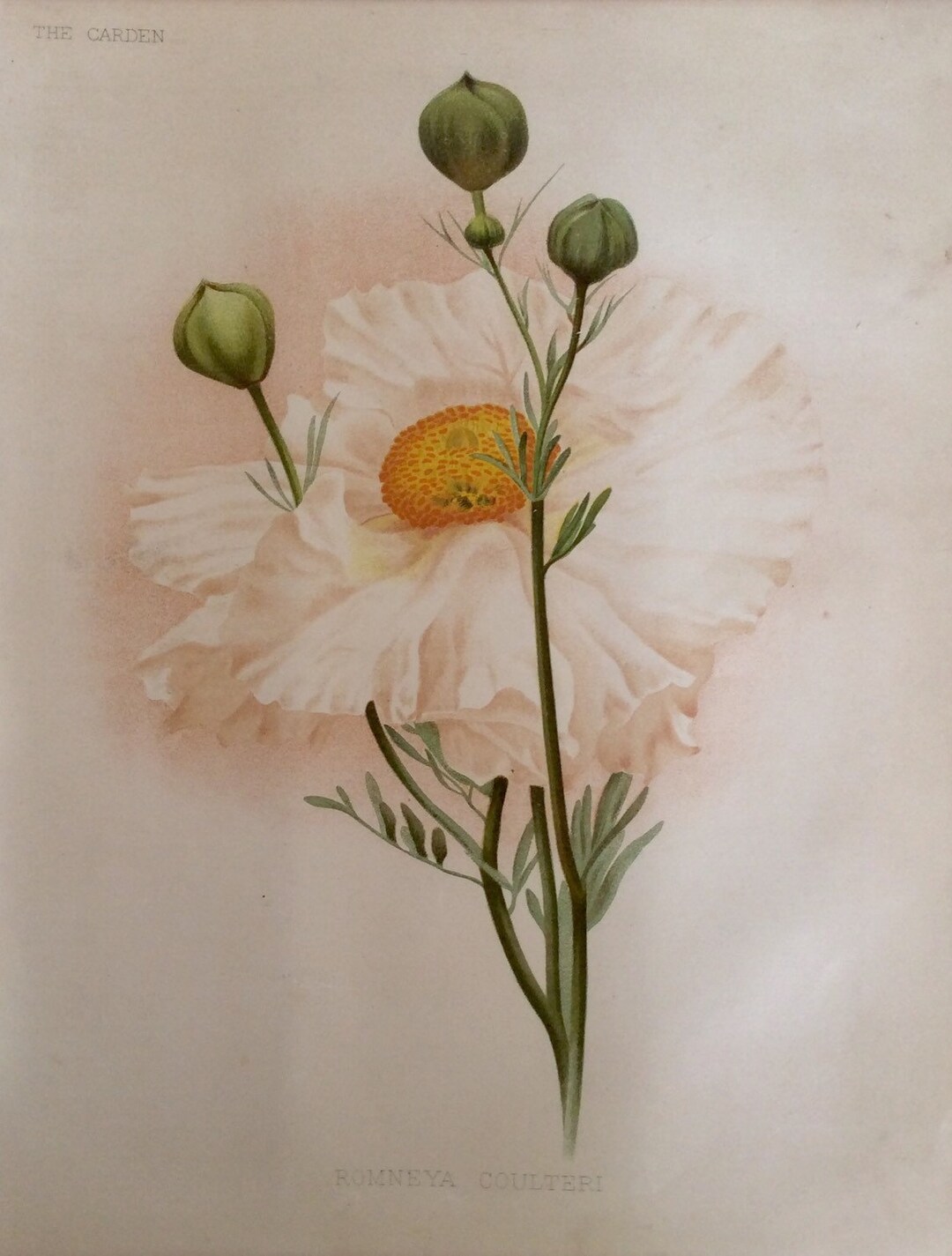 RARE Antique Print Botanical 1880s Lithograph Flower Floral 1884 ...