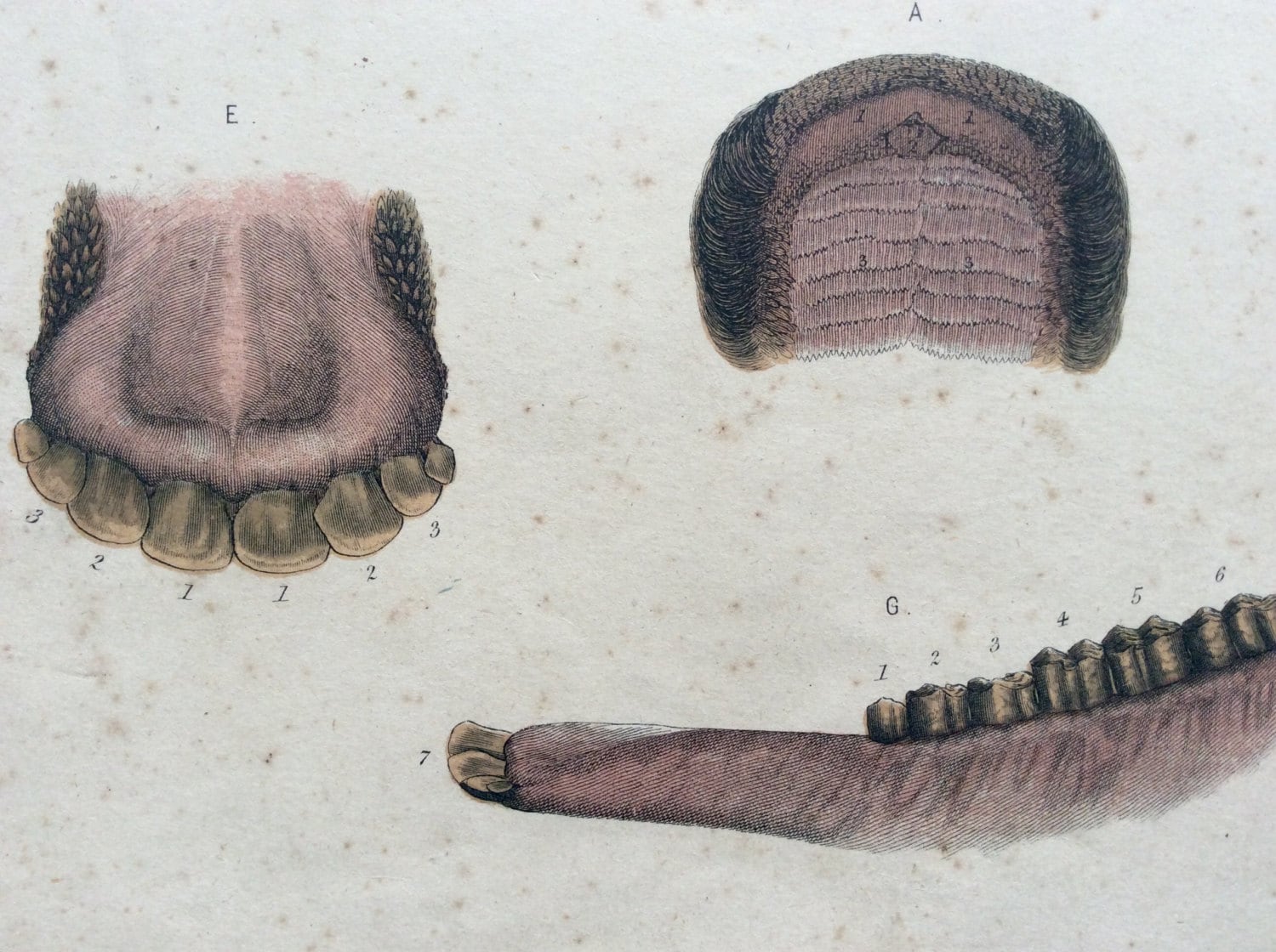 Antiguo 1880 grabado OX ANATOMY TEETH Dental Veterinaria Taxidermia ...