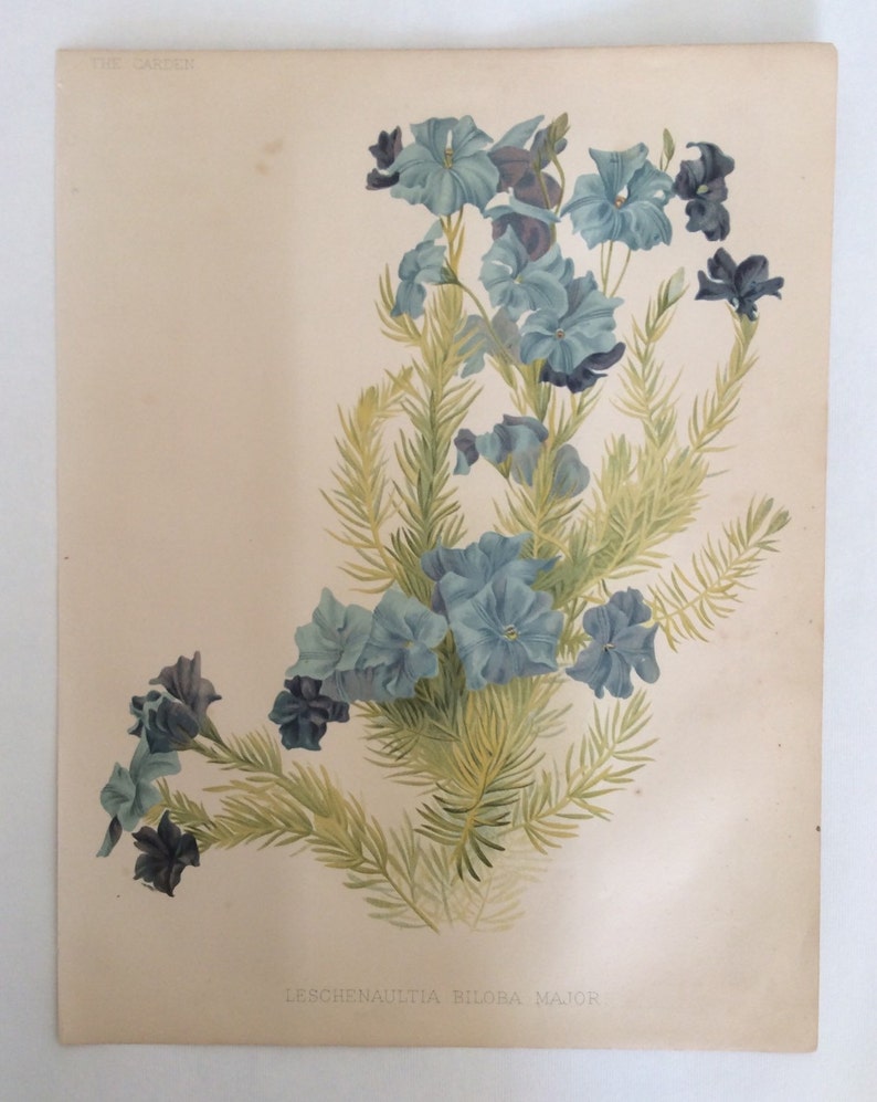 RARE Antique Print Botanical 1880s Lithograph Flower Floral 1884 ...