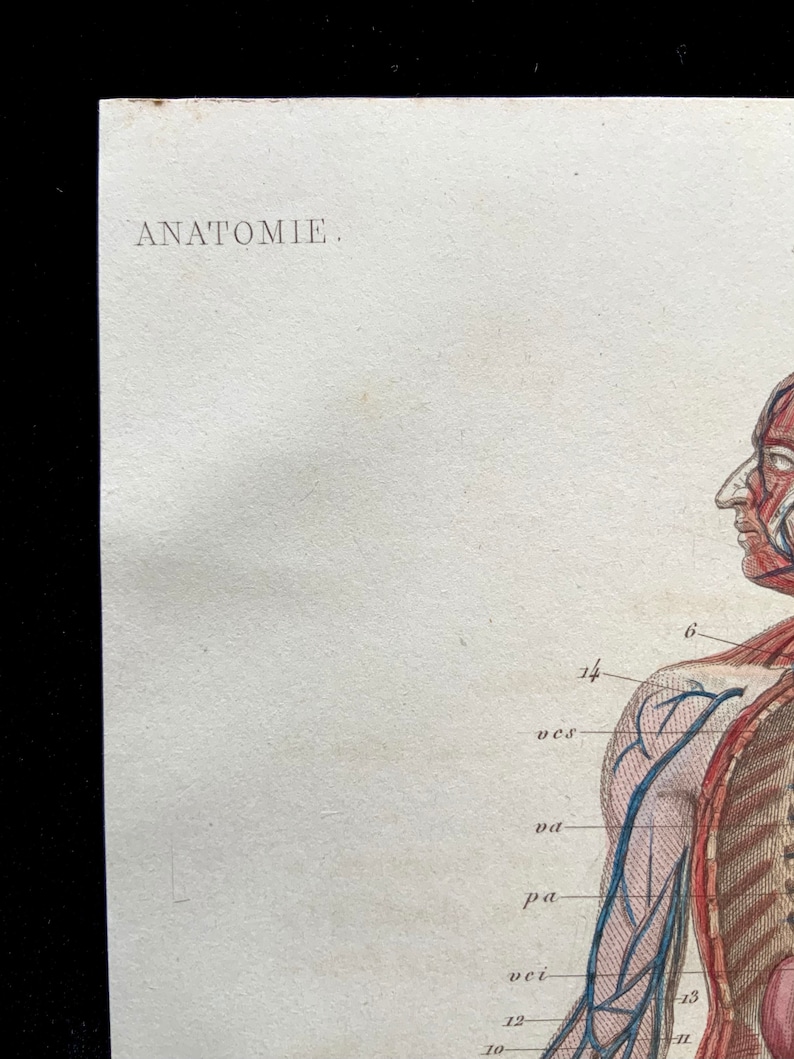 Antique Anatomy Engraving Circa 1850 Hand Coloured Bookplate Print ...