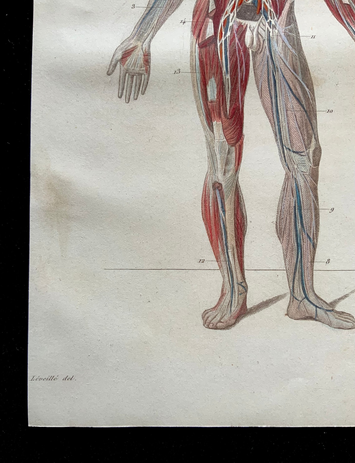 Antique Anatomy Engraving Circa 1850 Hand Coloured Bookplate Print ...