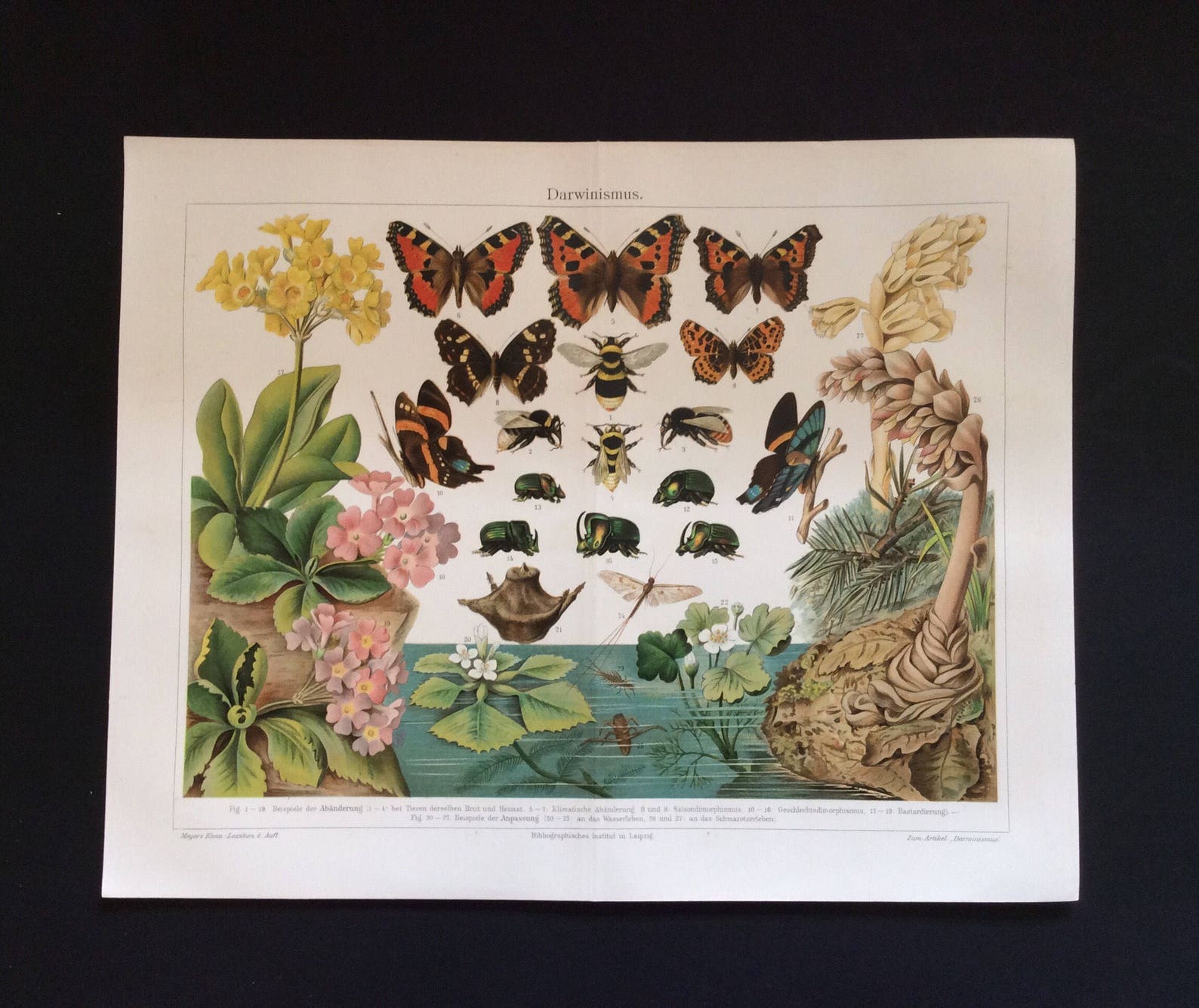 Antique Print 1890s German Print Victorian Colour - Etsy