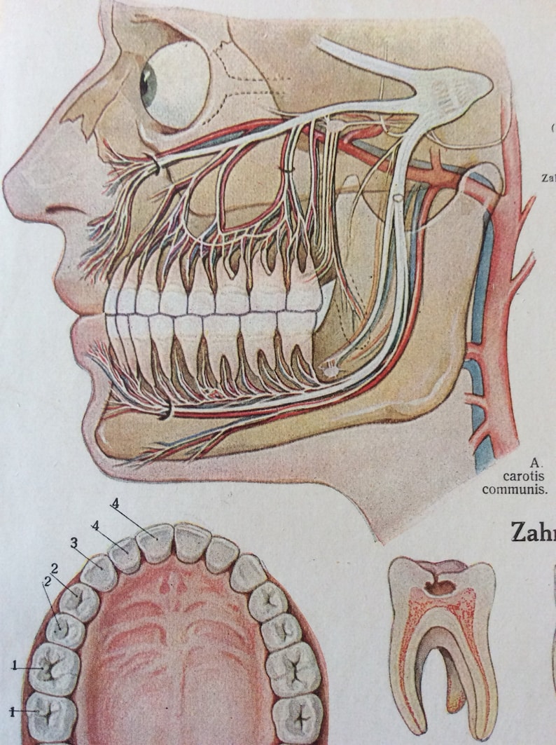 Antique Print 1920s German Anatomy FACE Dissection TOOTH DISEASE Teeth ...
