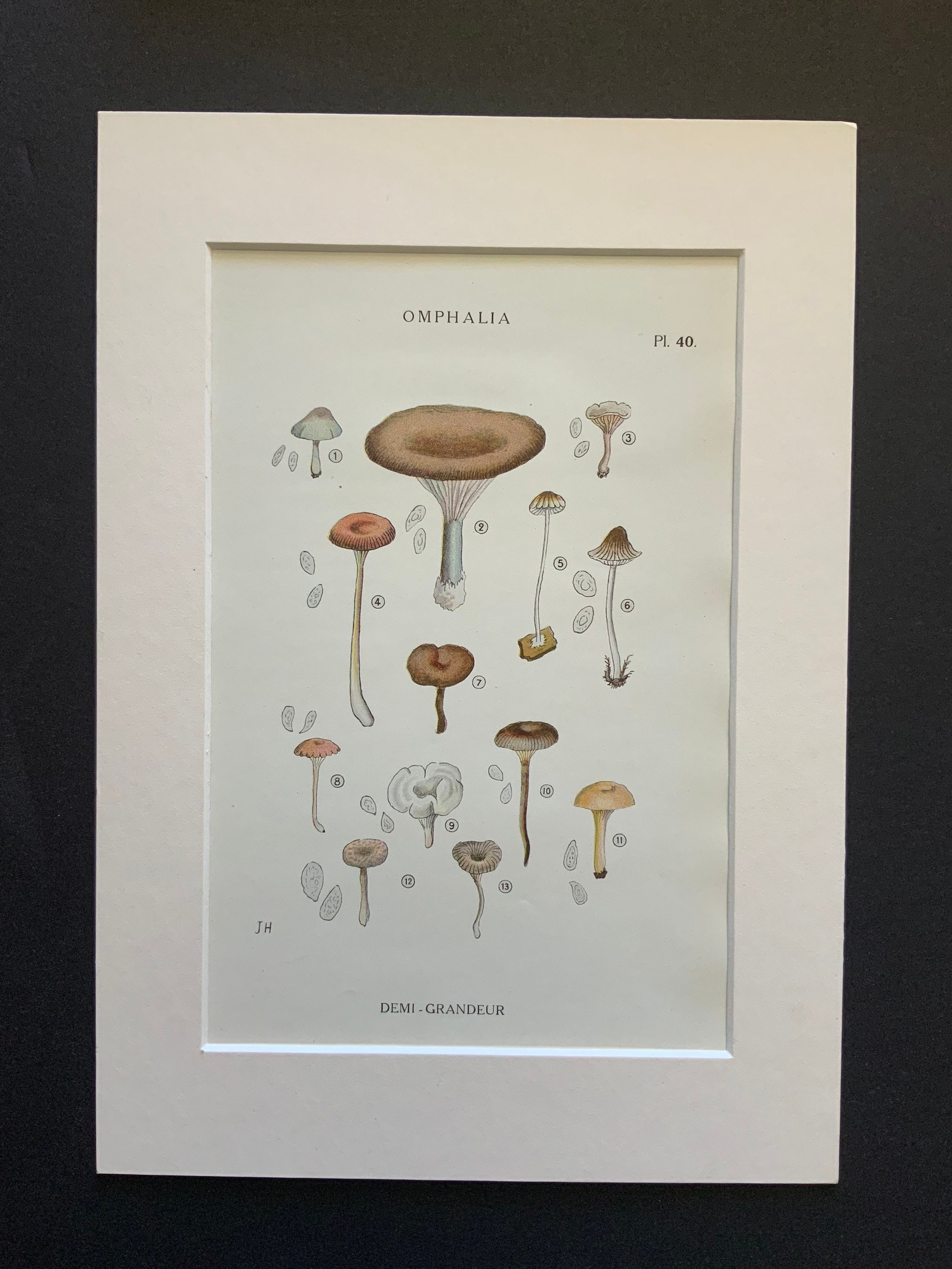 Antique 1919 WILD MUSHROOM Picking Fungi Funghi French Print - Etsy