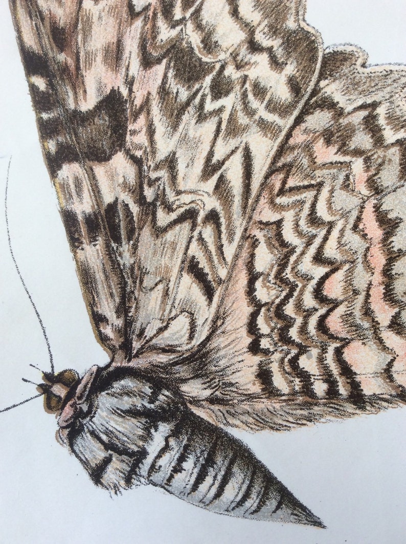 Original Antique MOTH 1897 Victorian Bookplate MOTHS Chromolithograph ...