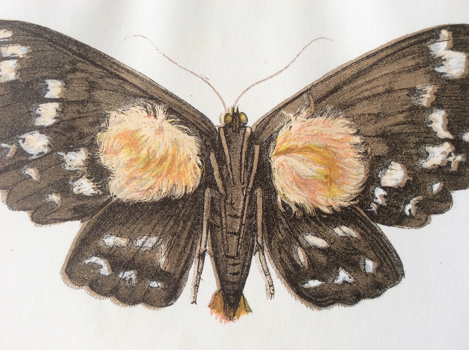 Original Antique MOTH 1897 Victorian Bookplate MOTHS Chromolithograph ...