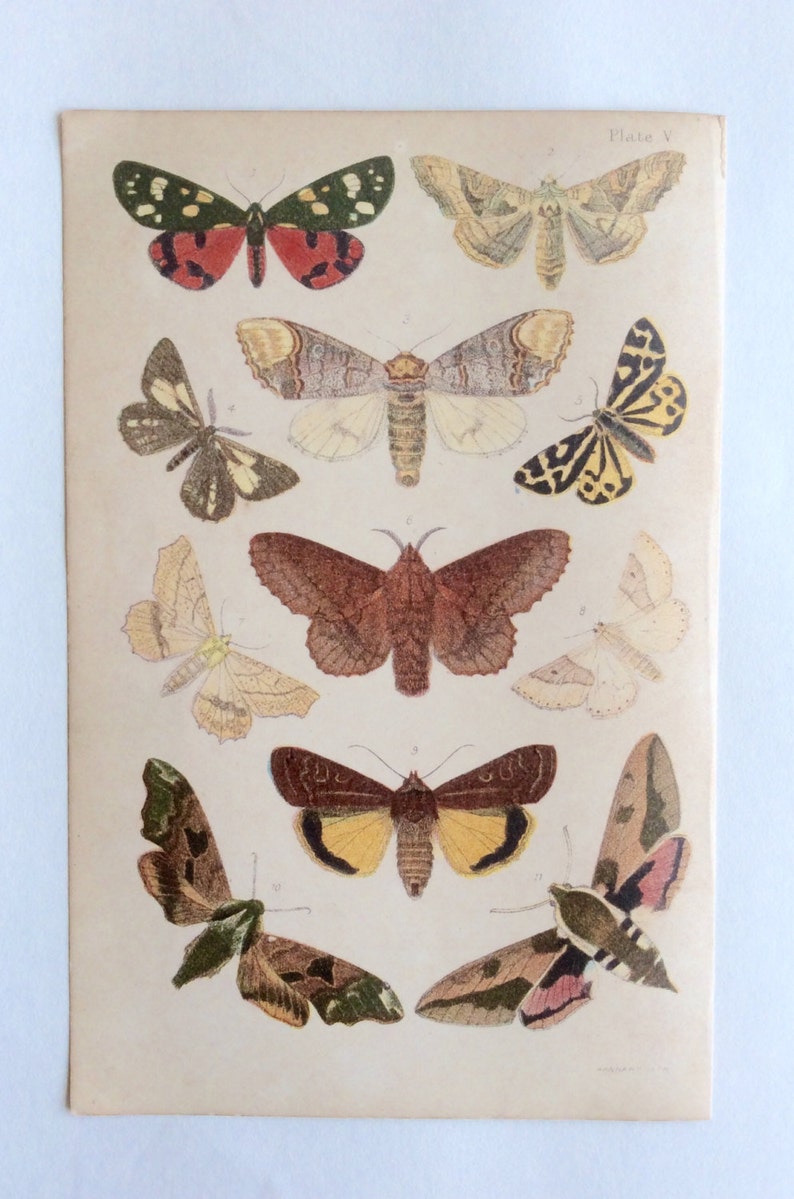 Original Antique Print MOTH 1893 Victorian Bookplate Chromolithograph ...
