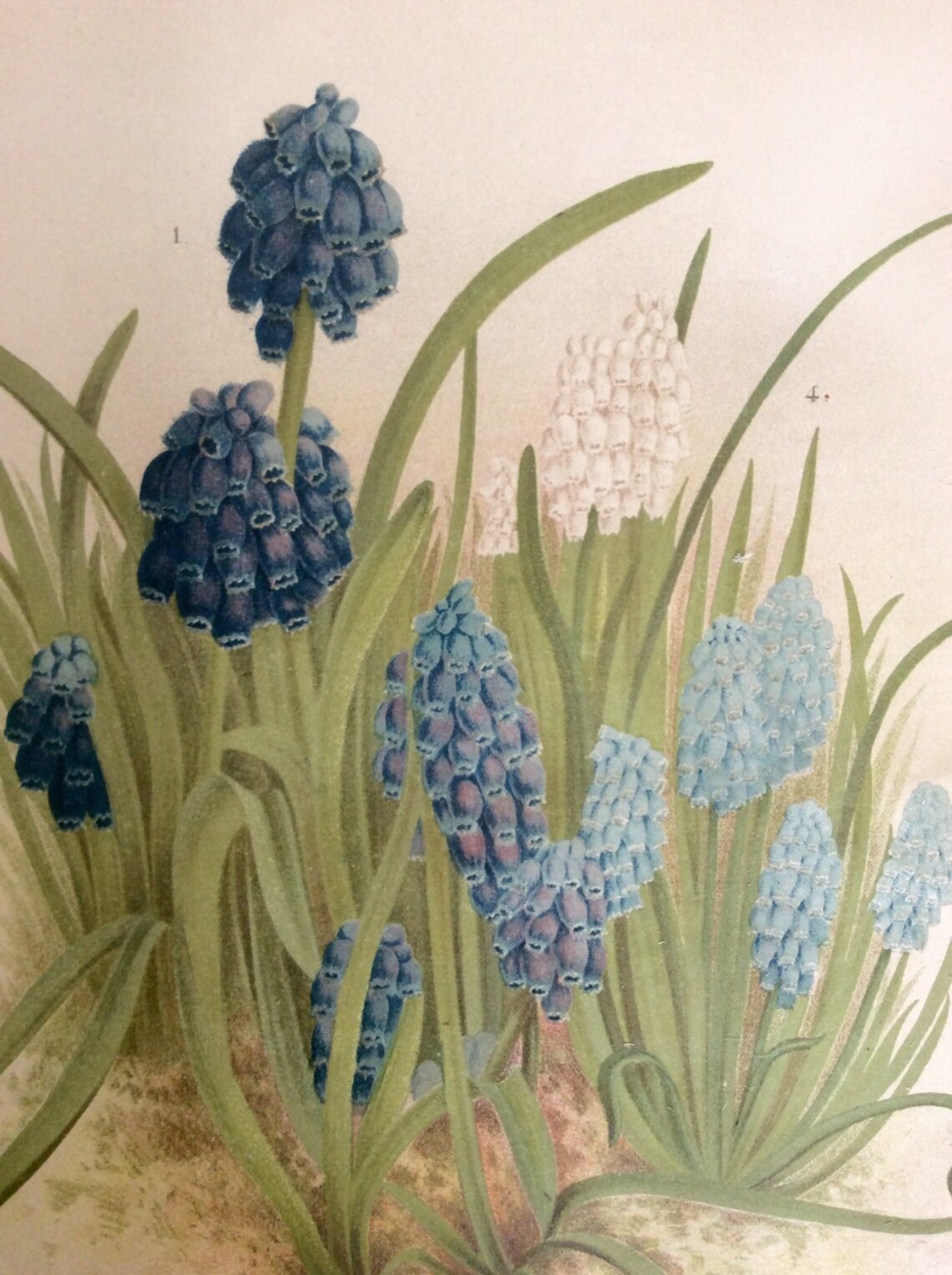RARE Antique Print Botanical 1880s Lithograph Flower Floral HYACINTH ...