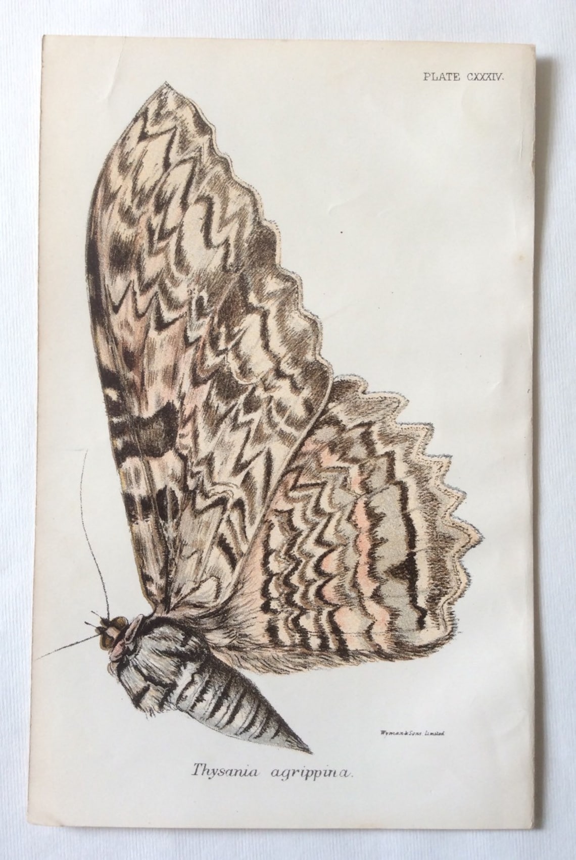 Original Antique MOTH 1897 Victorian Bookplate MOTHS Chromolithograph ...