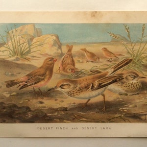 Original Antique Print 1895 Victorian Bookplate Chromolithograph Avian ...