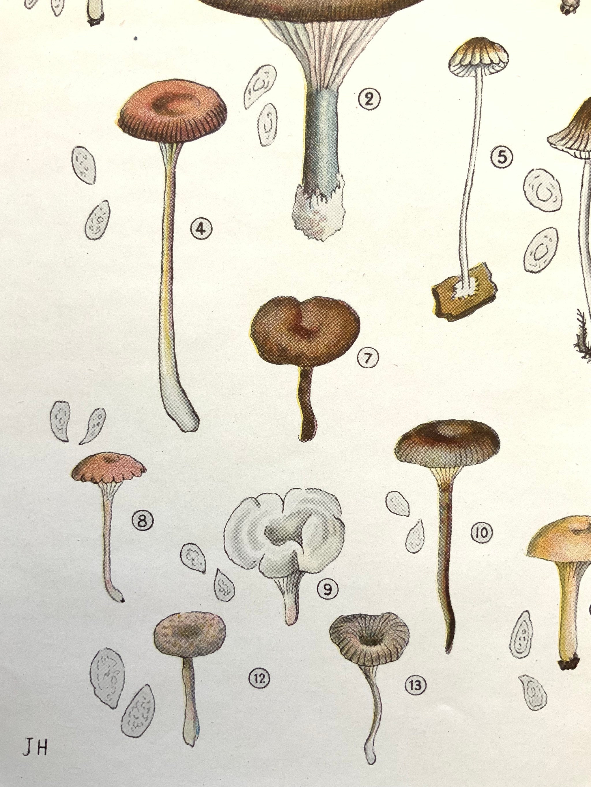 Antique 1919 WILD MUSHROOM Picking Fungi Funghi French Print - Etsy