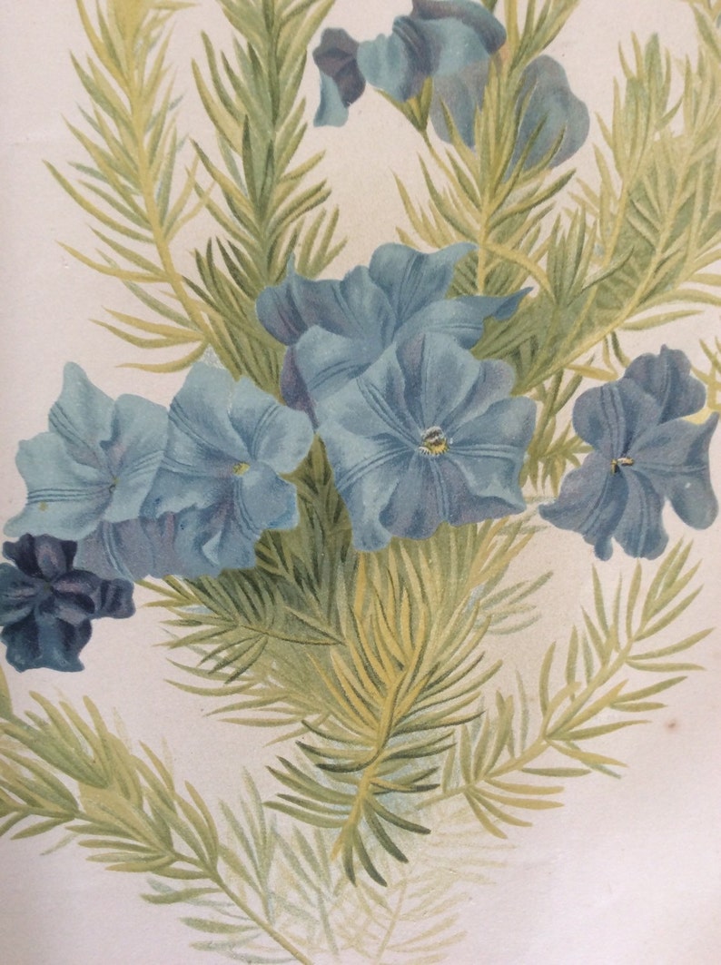 RARE Antique Print Botanical 1880s Lithograph Flower Floral 1884 ...