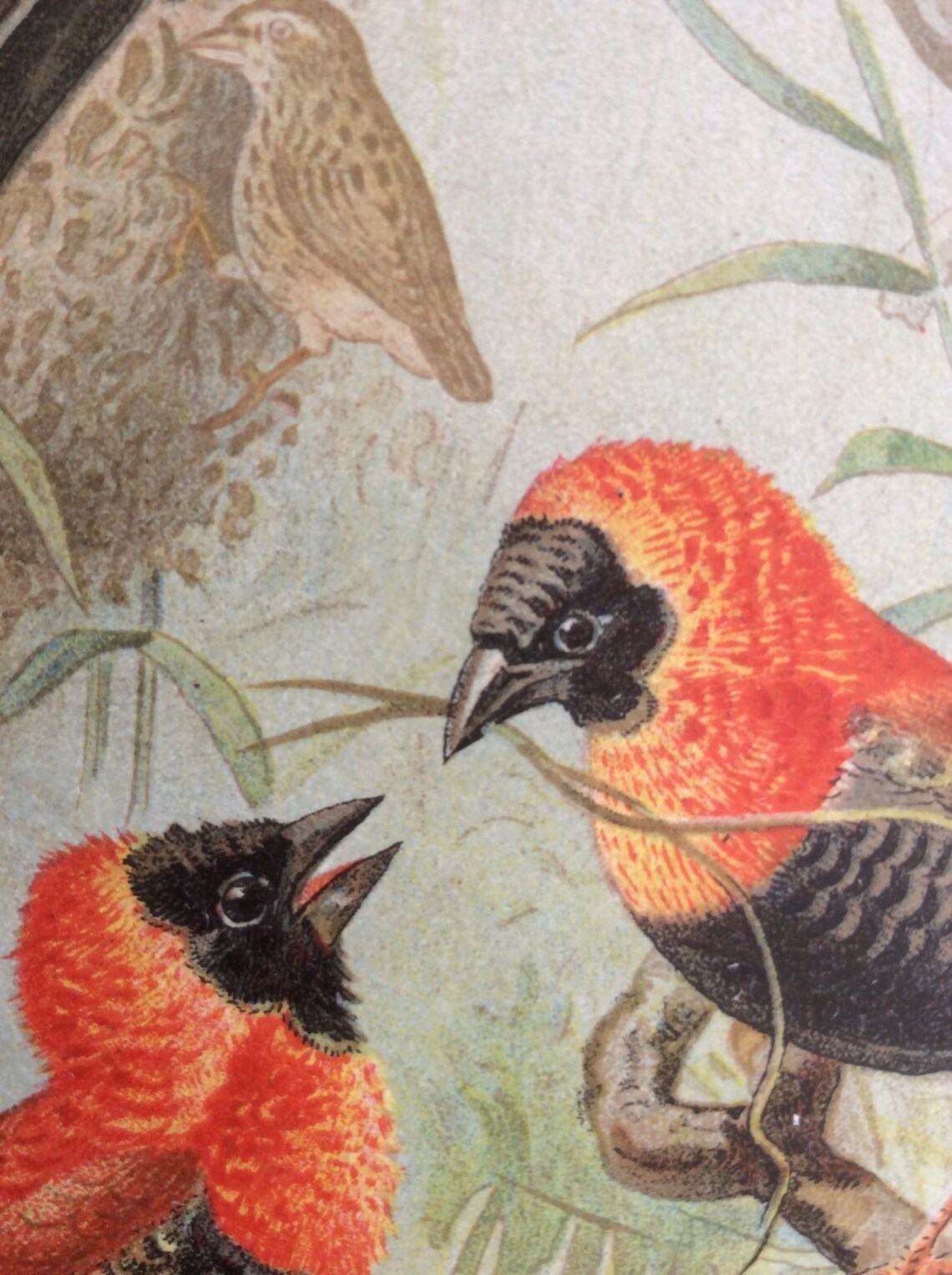 Original Antique Print 1895 Victorian Bookplate Chromolithograph Avian ...