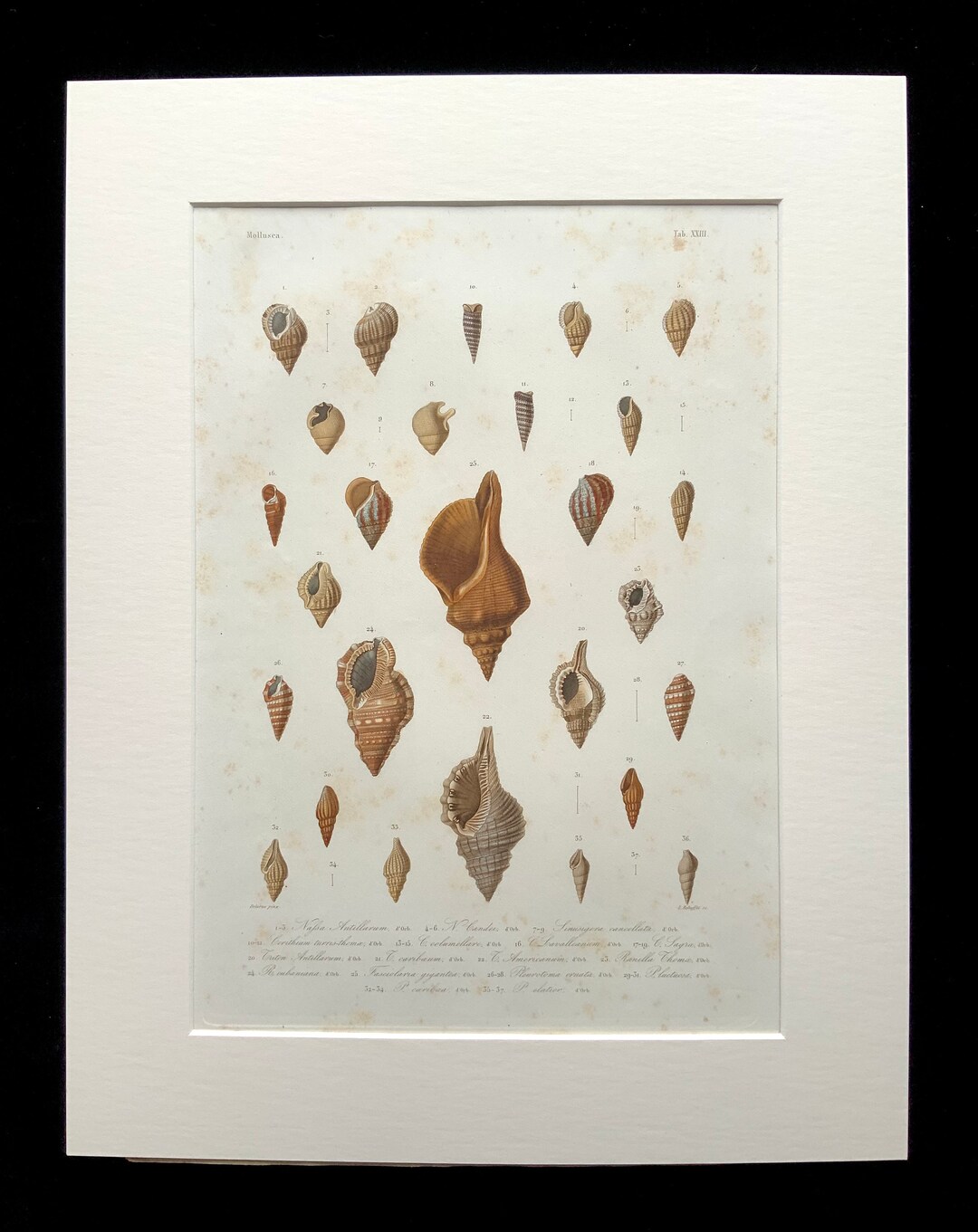 Rare Antique Print 1855 Hand Coloured Shell Engraving Conchology Large ...