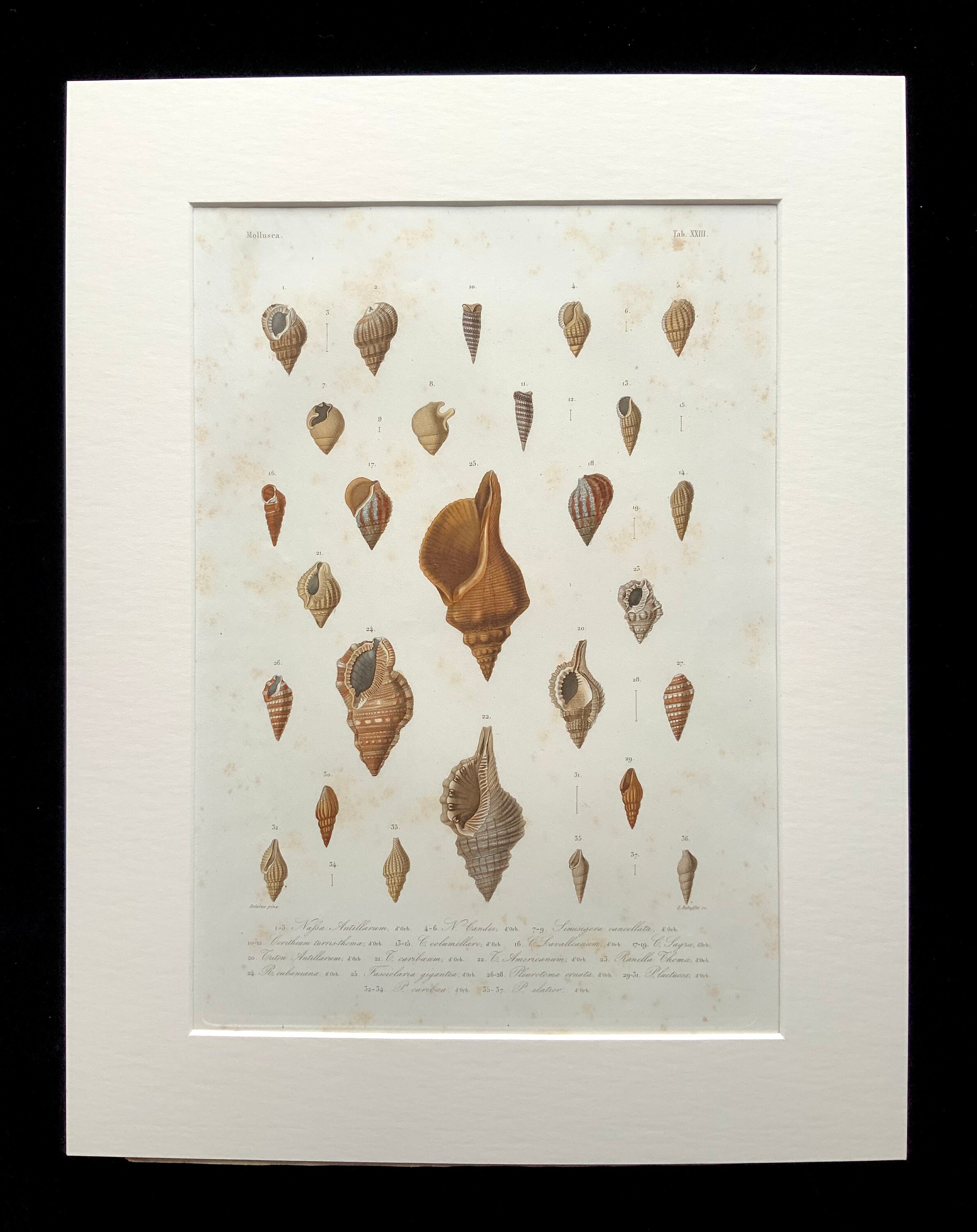 Rare Antique Print 1855 Hand Coloured Shell Engraving Conchology Large ...