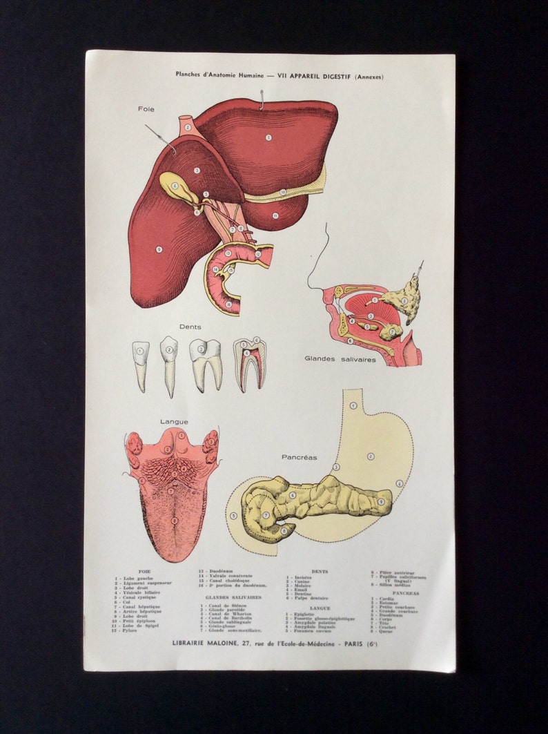 Original 1950s French ANATOMY Dissection Print DIGESTION Medical ...
