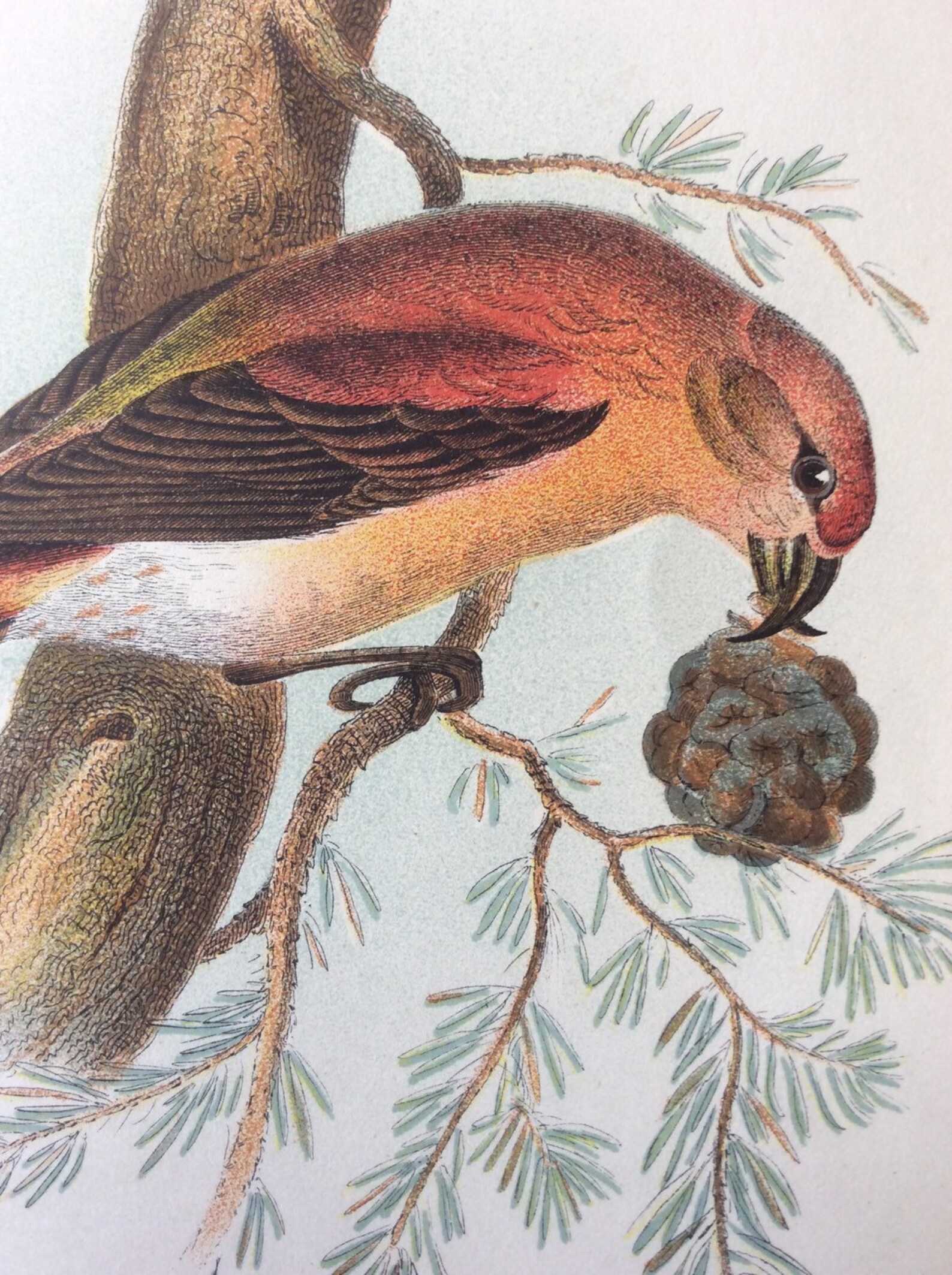 Original Antique 1897 Victorian Bookplate BIRD Avian Chromolithograph ...