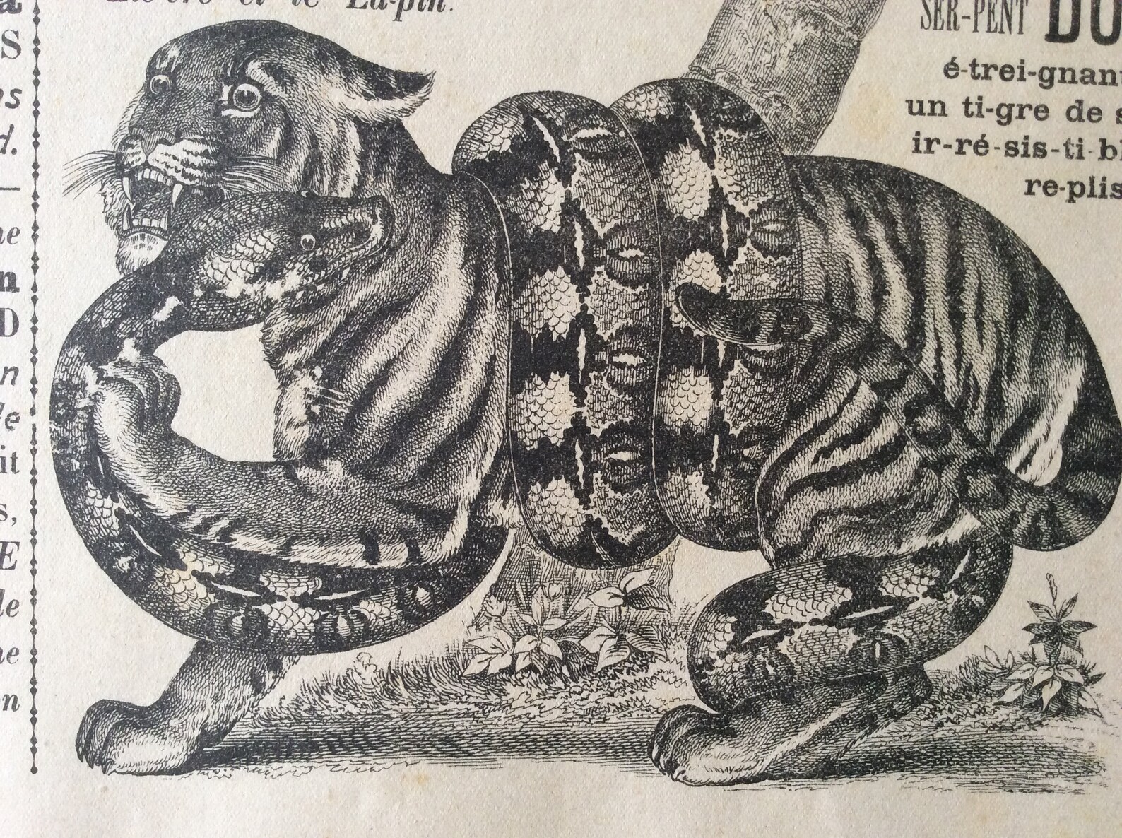 Antique 1890 ANIMAL ALPHABET Bat Tiger Two Sided Lithograph Giraffe ...