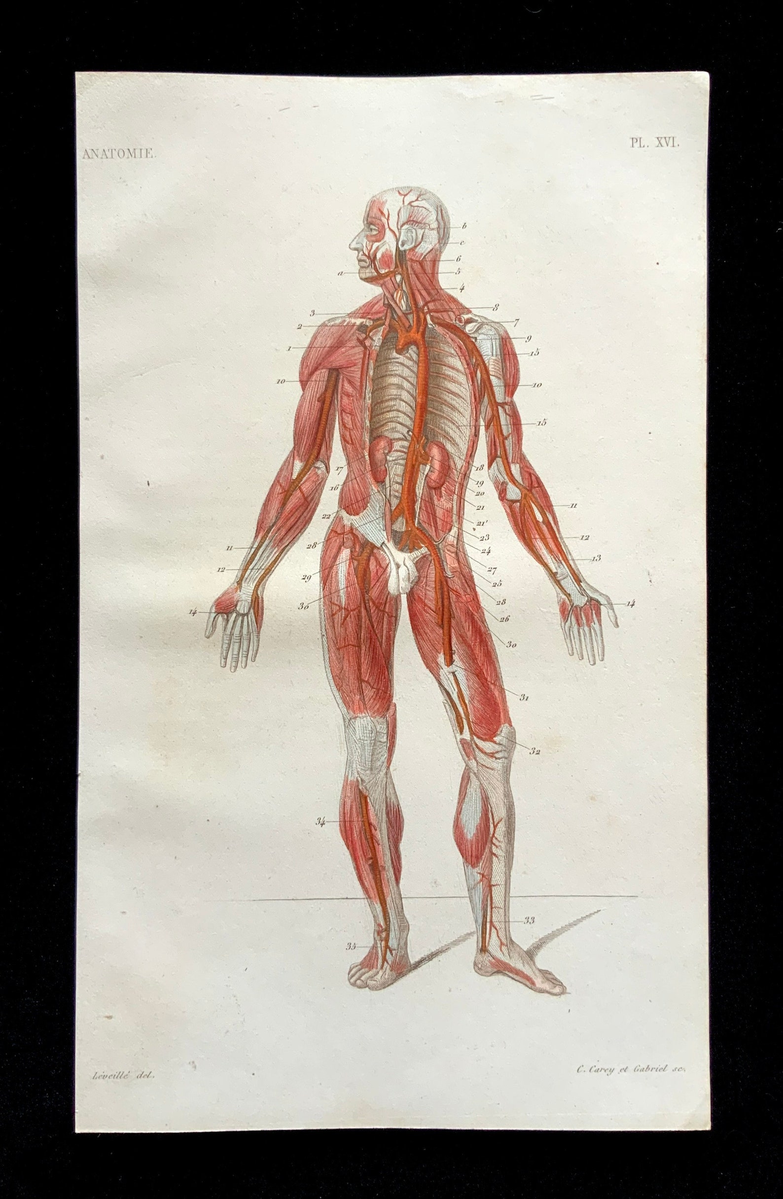 Antique Anatomy Engraving Circa 1850 Hand Coloured Bookplate Print ...