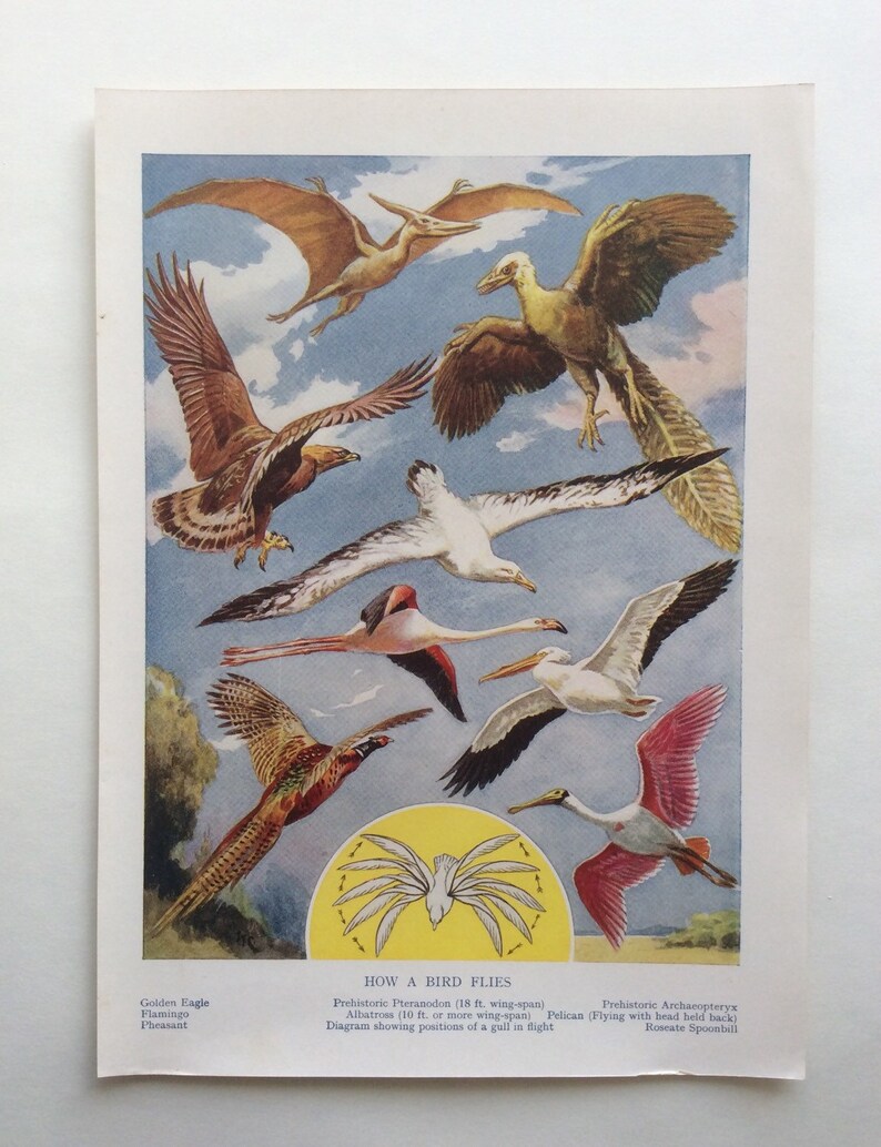 Original 1930s Bookplate Print HOW BIRDS FLY Avian Flight Wings Terra ...