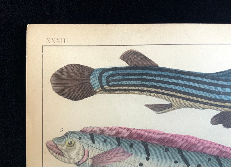 Antique 1870s Hand Coloured CHIMÆRA FISH Engraving Natural History ...