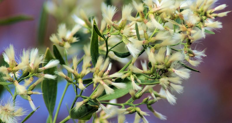 Groundsel (baccharis Halimifolia) Saltbush (qty: 25) Tree Shrub Seeds ...