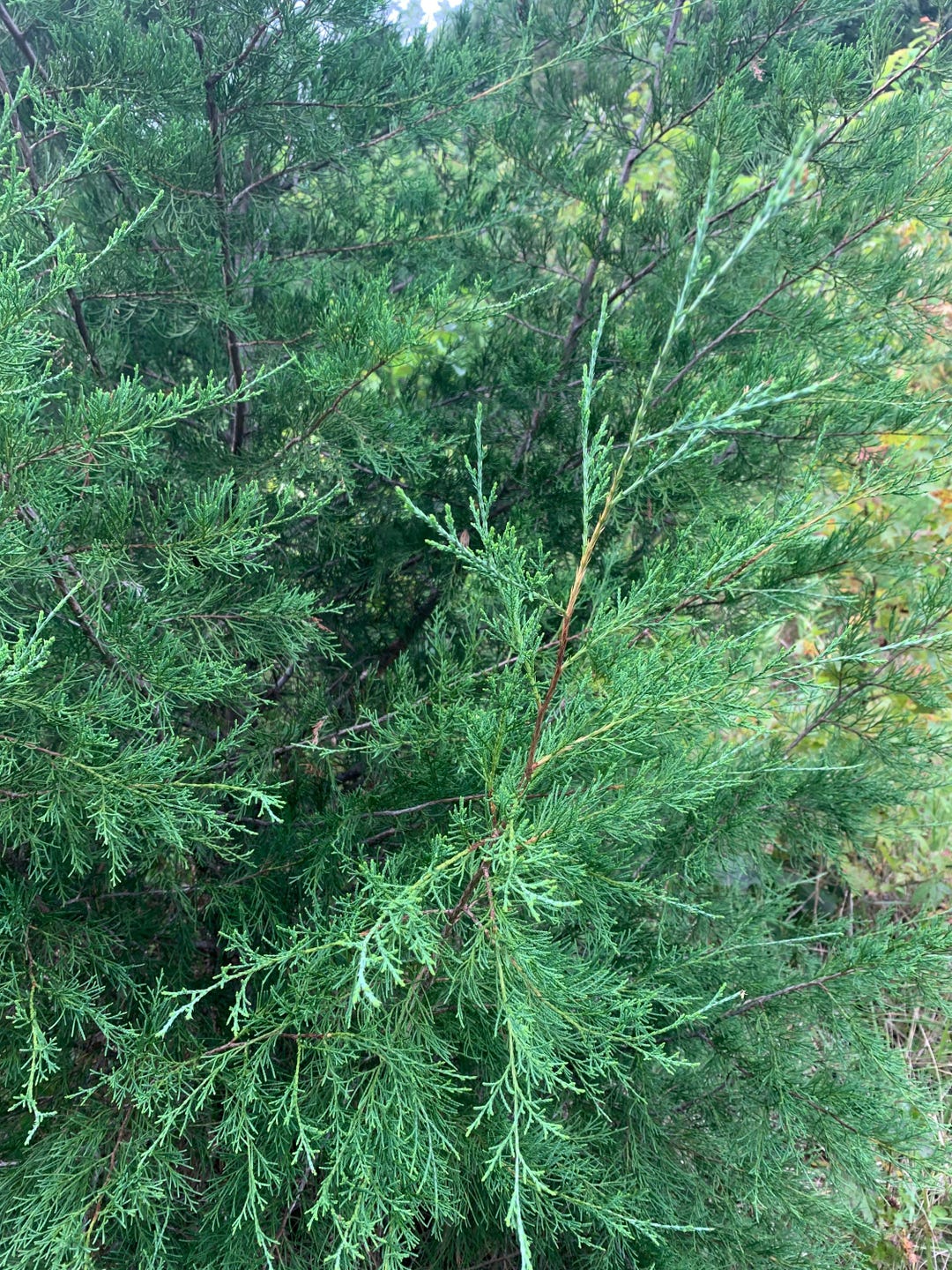 Eastern Red Cedar Cuttings Unrooted (8-12") NC Organic Crafts ...