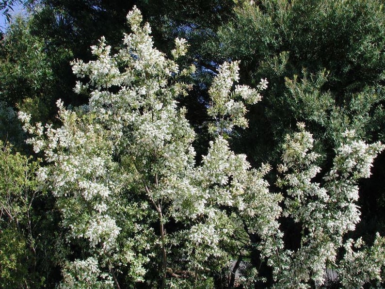 Groundsel (baccharis Halimifolia) Saltbush (qty: 25) Tree Shrub Seeds ...