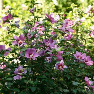 Rose of Sharon (qty: 5) Hibiscus Syriacus Purple Lilac 6-8” Cuttings NC ...