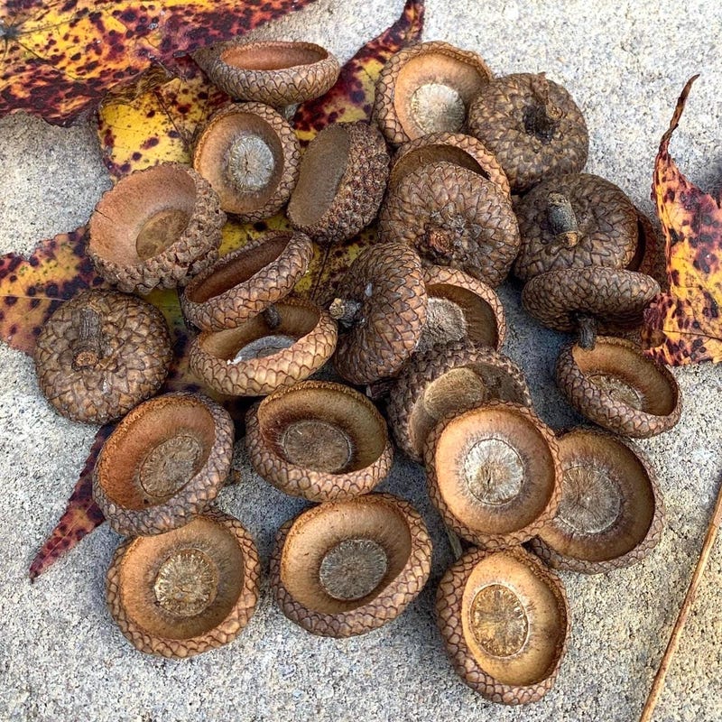 Acorn Caps - Etsy