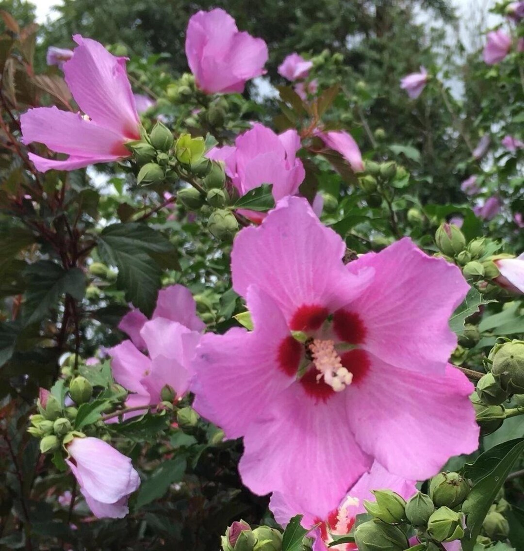 Rose of Sharon (qty: 5) Hibiscus Syriacus Purple Lilac 6-8” Cuttings NC ...