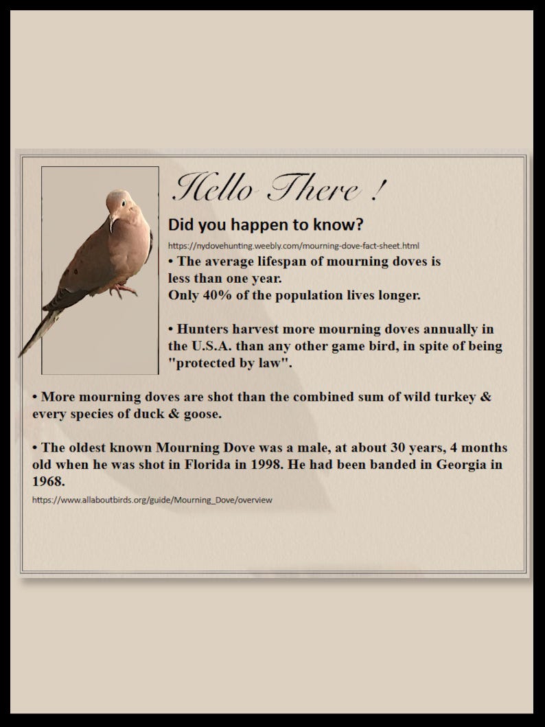 Mourning Dove Bird Art Cards, Set of 5, Frameable Prints, Artisan ...