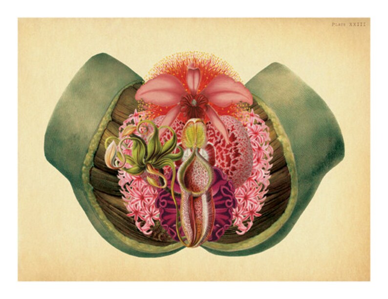 Rule 34 Ambiguous Gender Carnivorous Plant Decoy Exposed Muscle Flower Gradient Background