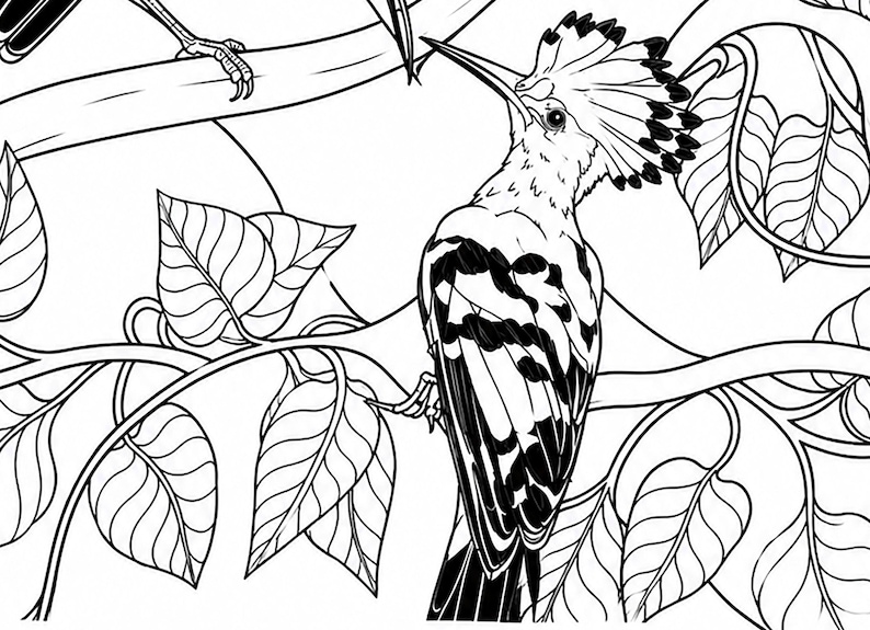 Hand Drawn Eurasian Hoopoe Bird Educational Coloring Poster- Wildlife ...